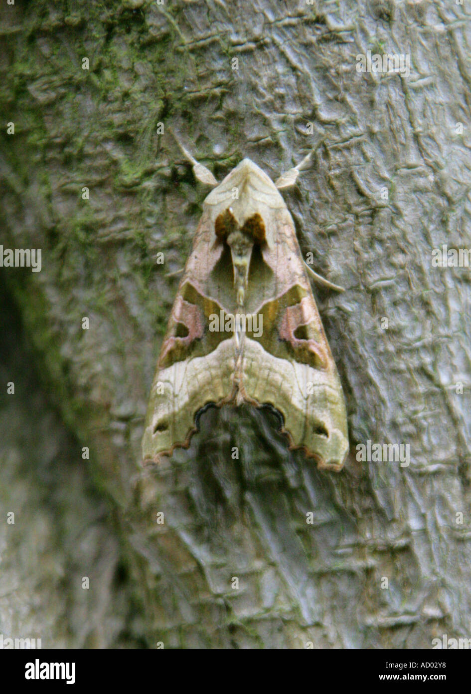 Angle shade moth hi-res stock photography and images - Alamy