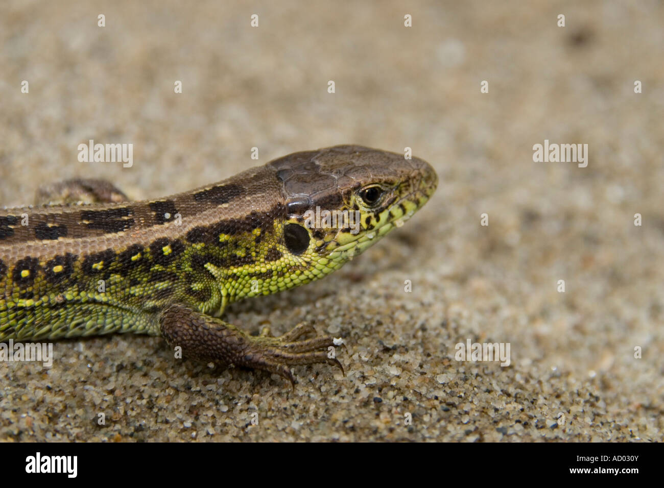 male sand lizard Stock Photo - Alamy