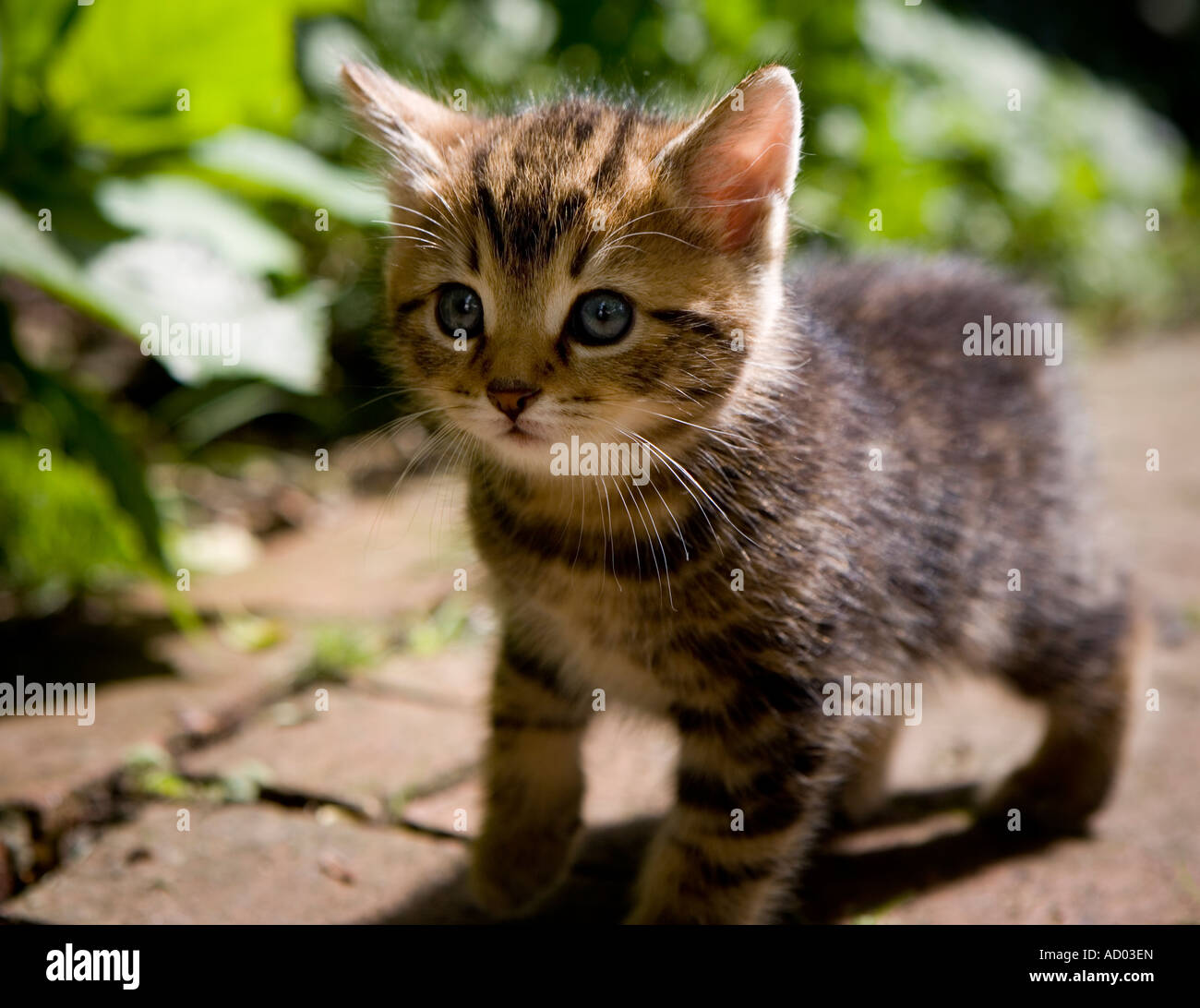 Kitten exploring her surrounding Stock Photo - Alamy
