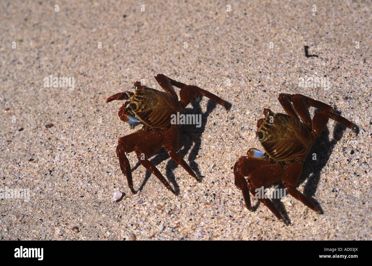 Sally Lightfoot crab Grapsus grapsus Klippenkrabben in a row Galapagos ...