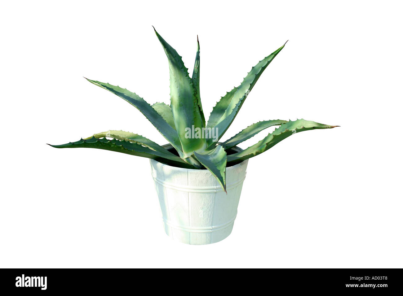 Agave pot Cut Out Stock Images & Pictures - Alamy