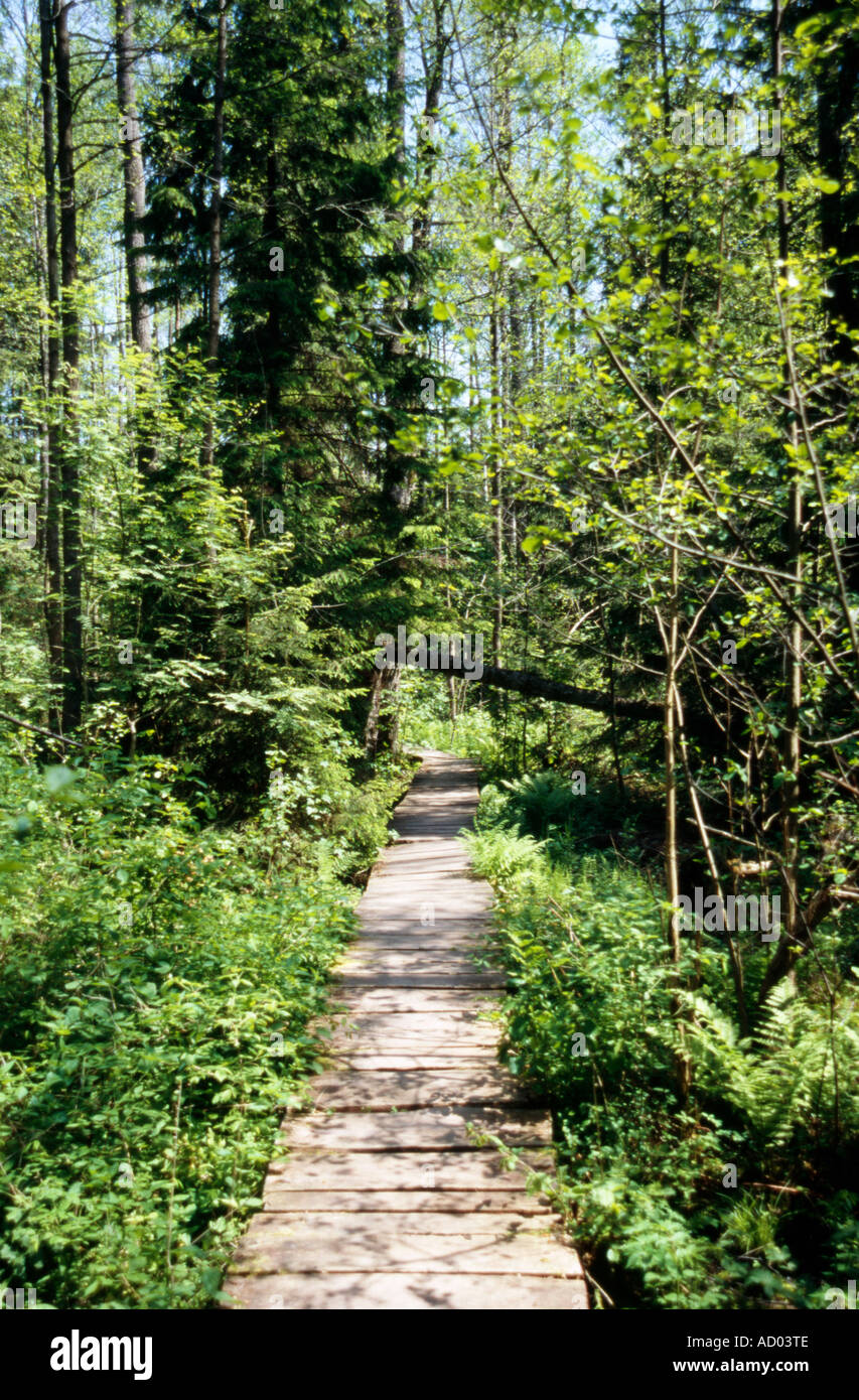 Bison s ribs educational route in Bialowieza National Park Stock Photo ...