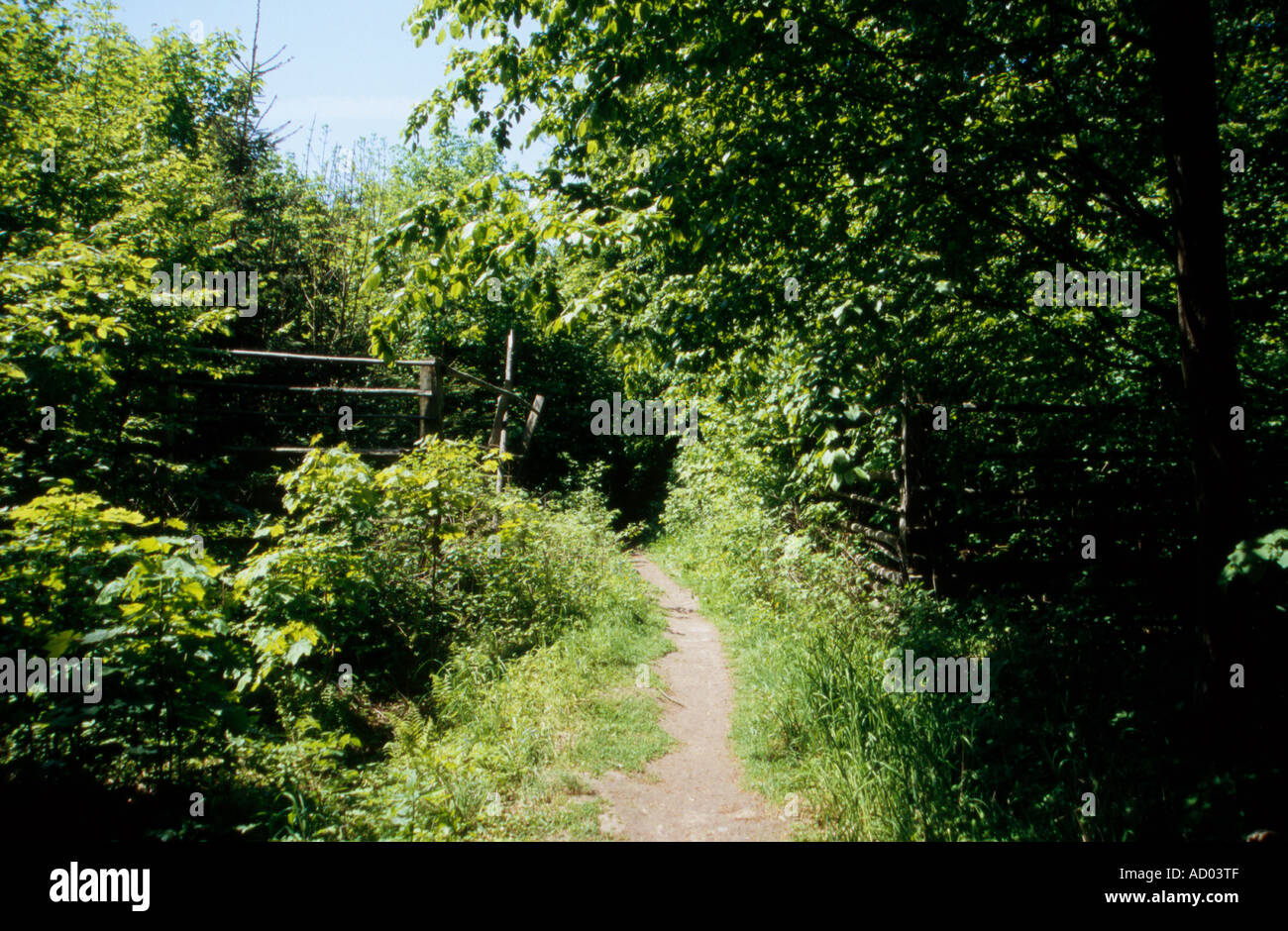 Bison s ribs educational route in Bialowieza National Park Stock Photo ...