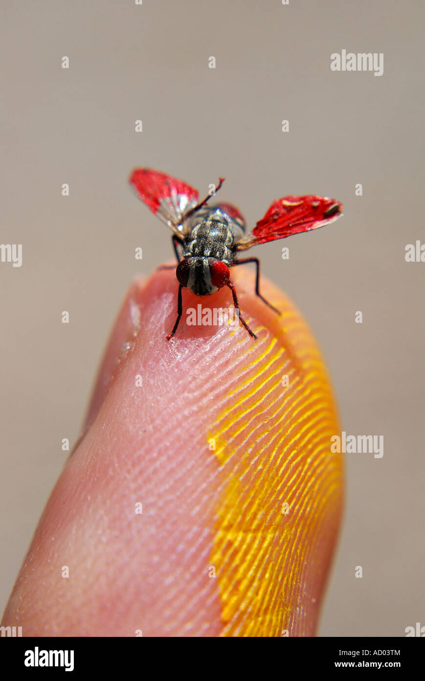 A fly splattered with red paint Stock Photo - Alamy