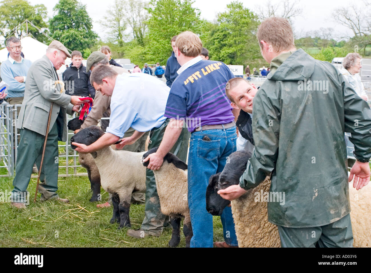 Sheep being judged at agricultural show Stock Photo - Alamy