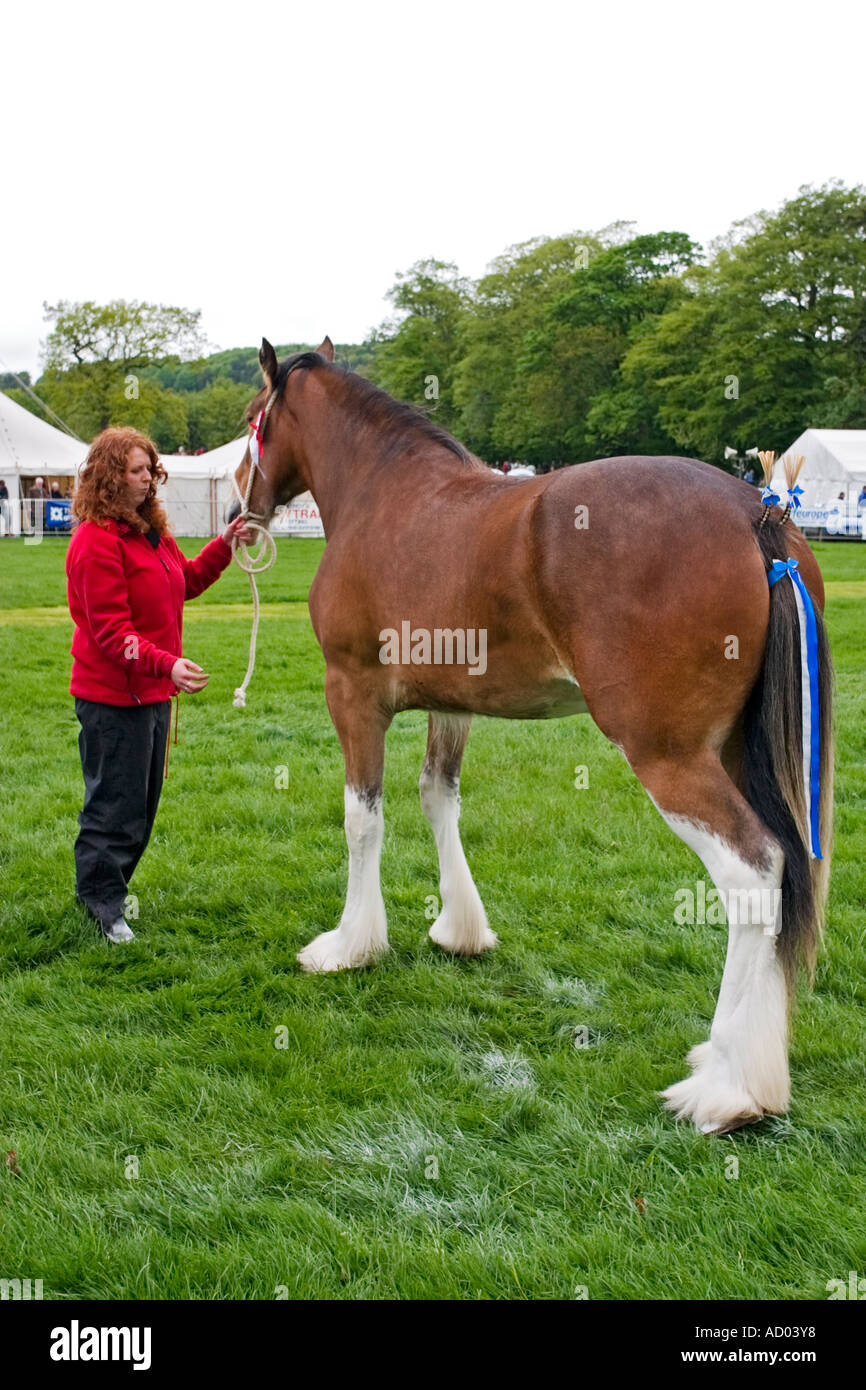 Shire horse show hi-res stock photography and images - Alamy