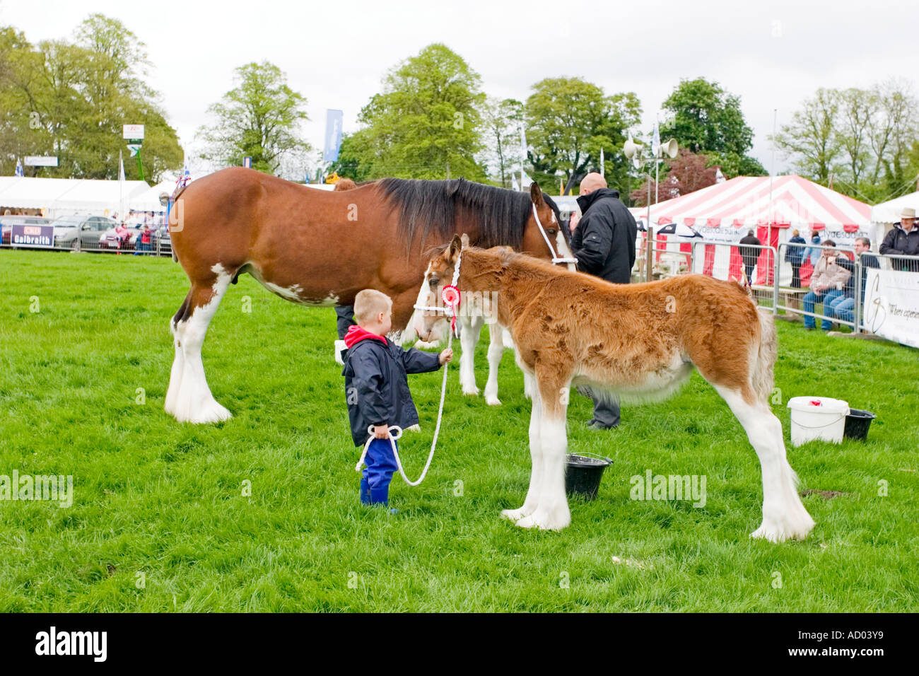 Shire Horse Foal