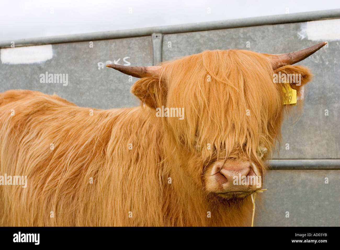 Highland cow in pen at agricutural show Stock Photo - Alamy
