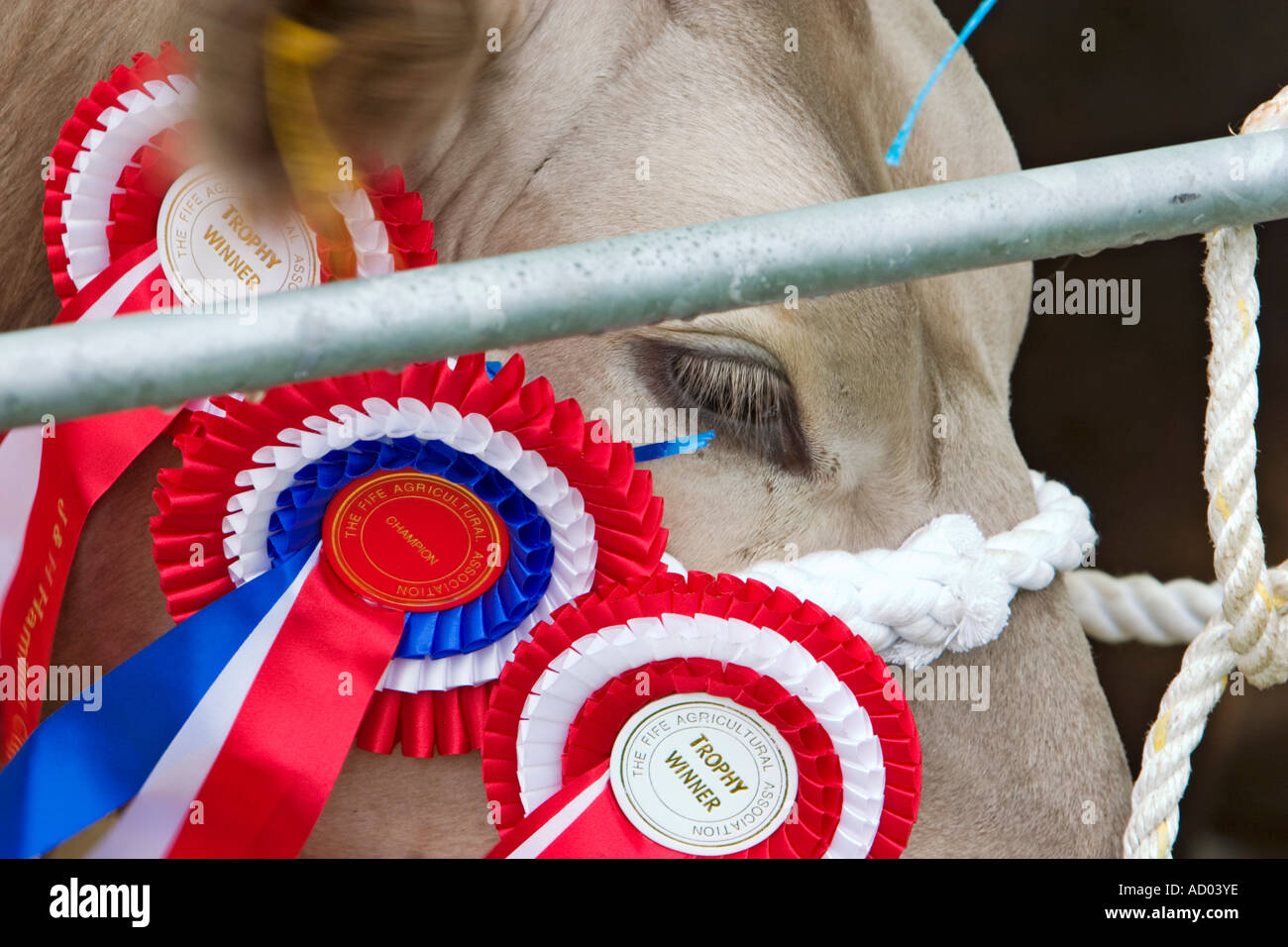 Head shot prize winning bull with rosettes at agricultural farm show ...