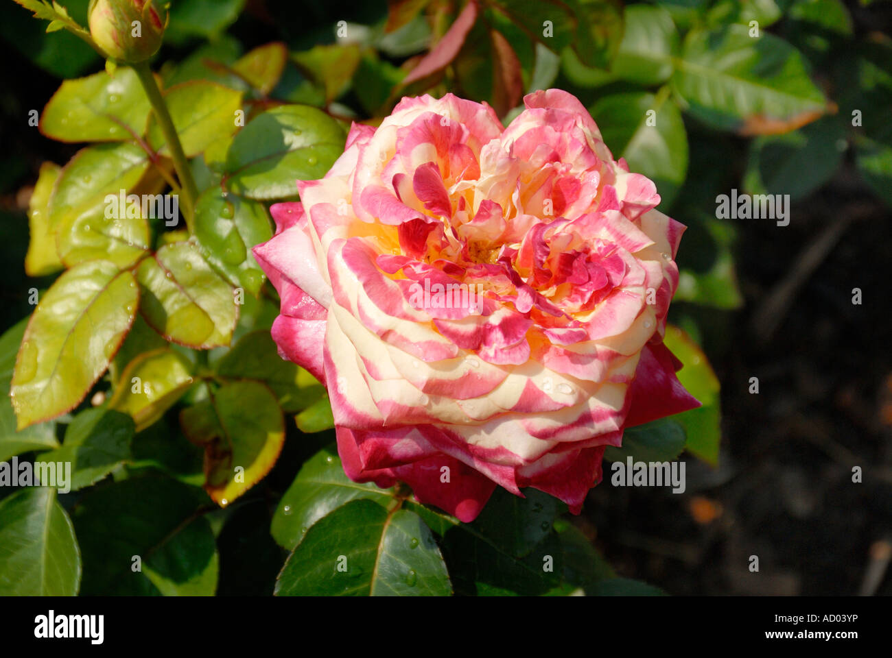 Love and Peace Rose Stock Photo - Alamy