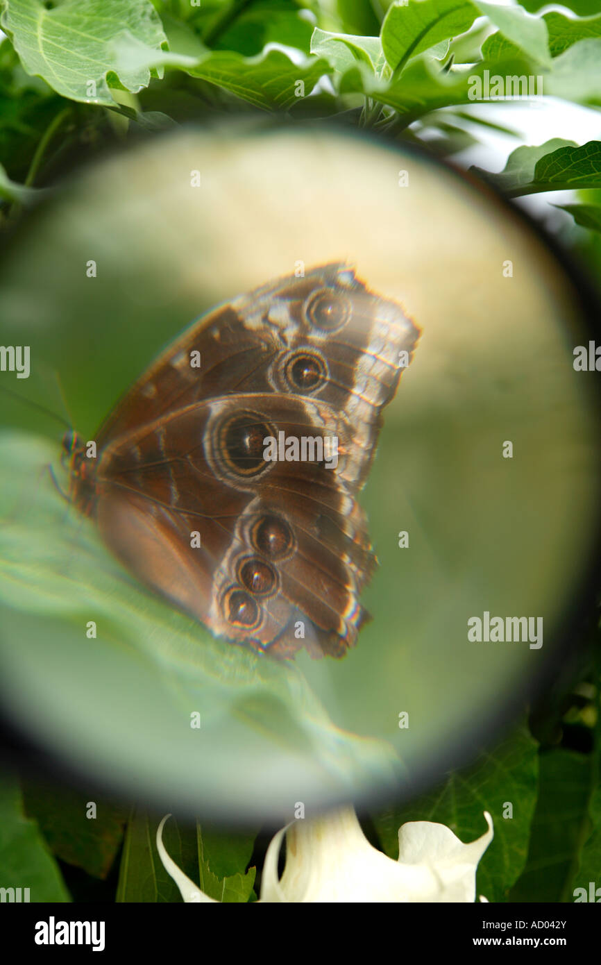 Large tropical buttefly in magnifying glass Stock Photo - Alamy