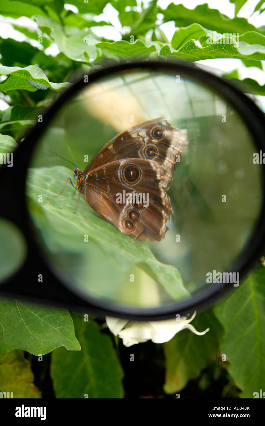 Large tropical buttefly in magnifying glass Stock Photo - Alamy