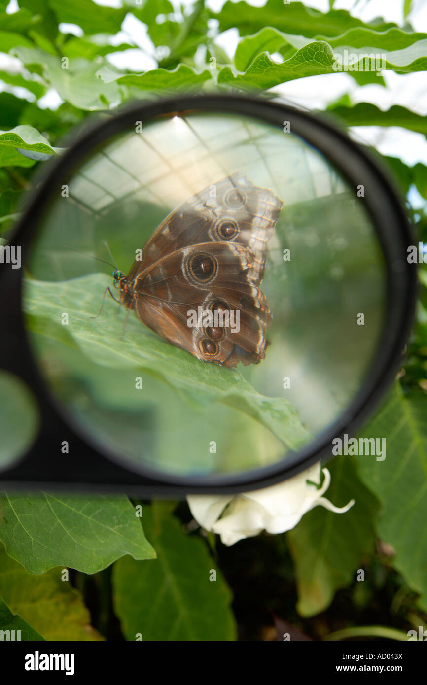 Large tropical buttefly in magnifying glass Stock Photo - Alamy