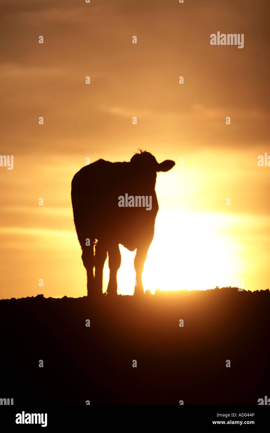 Cow at sunset Stock Photo - Alamy