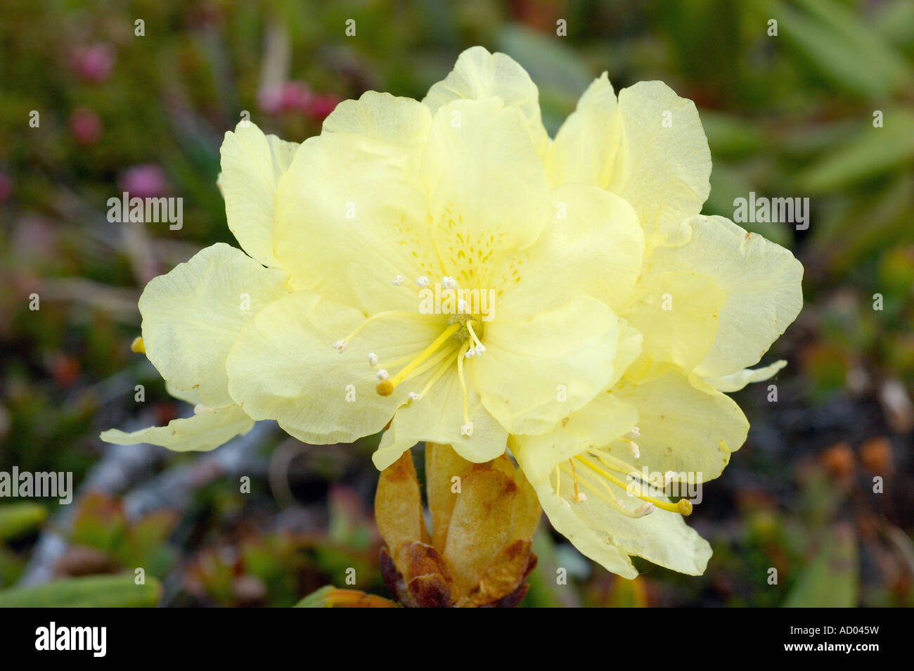 Attractive yellow flower of rhododendron Rhododendron aureum growing in ...