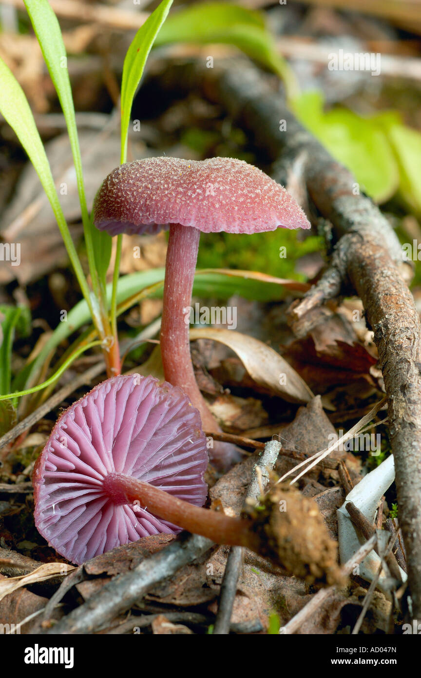 Purple gilled hi-res stock photography and images - Alamy