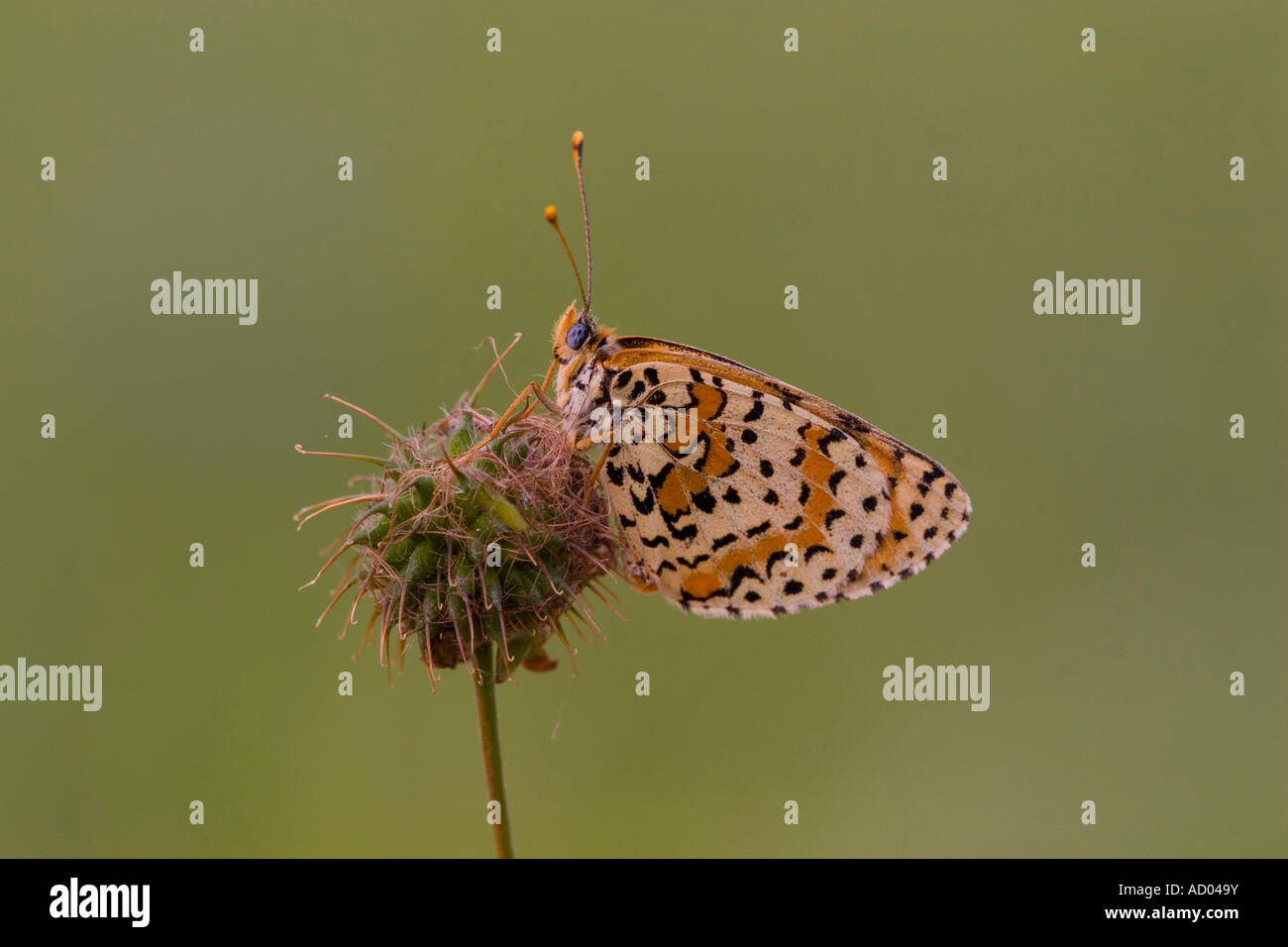 Spotted Fritillary butterfly Stock Photo - Alamy