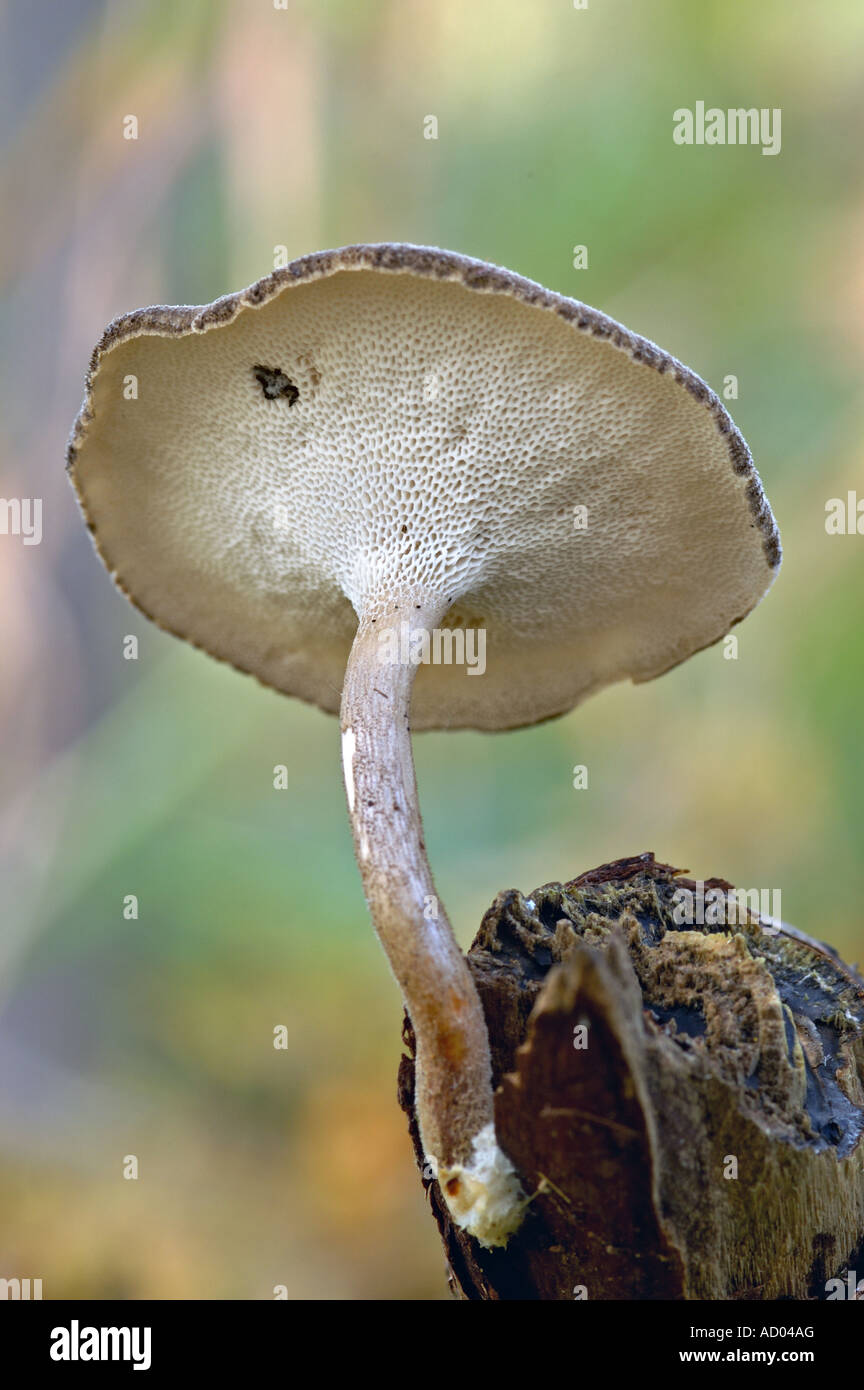 Polyporus mori hi-res stock photography and images - Alamy