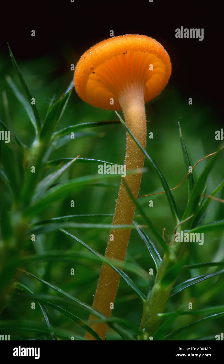 Macro of minute mushroom Rickenella fibula Ommphalina or Mycena fibula ...