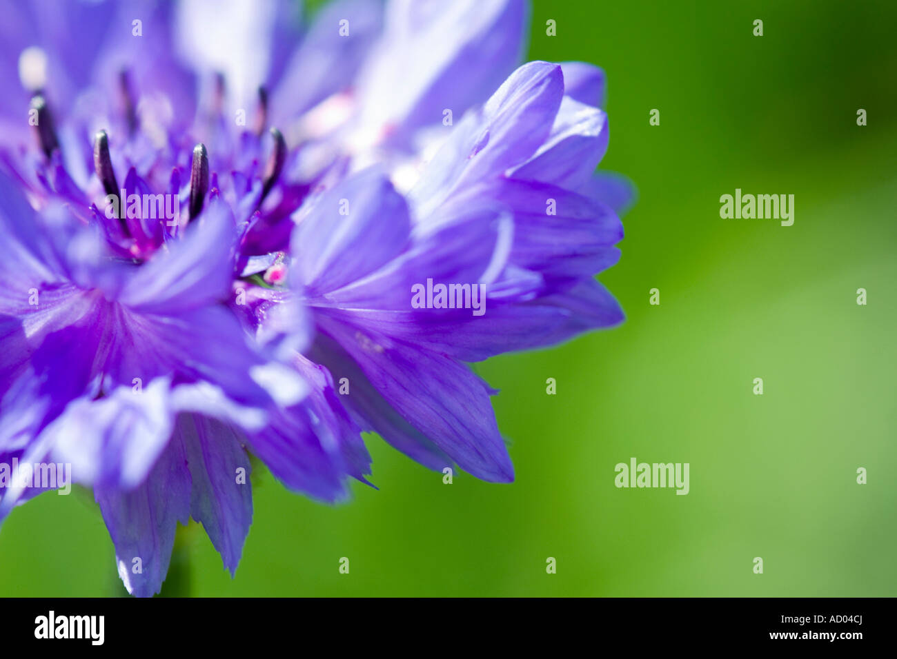 Close up of Centaurea cyanus common name cornflower Stock Photo - Alamy