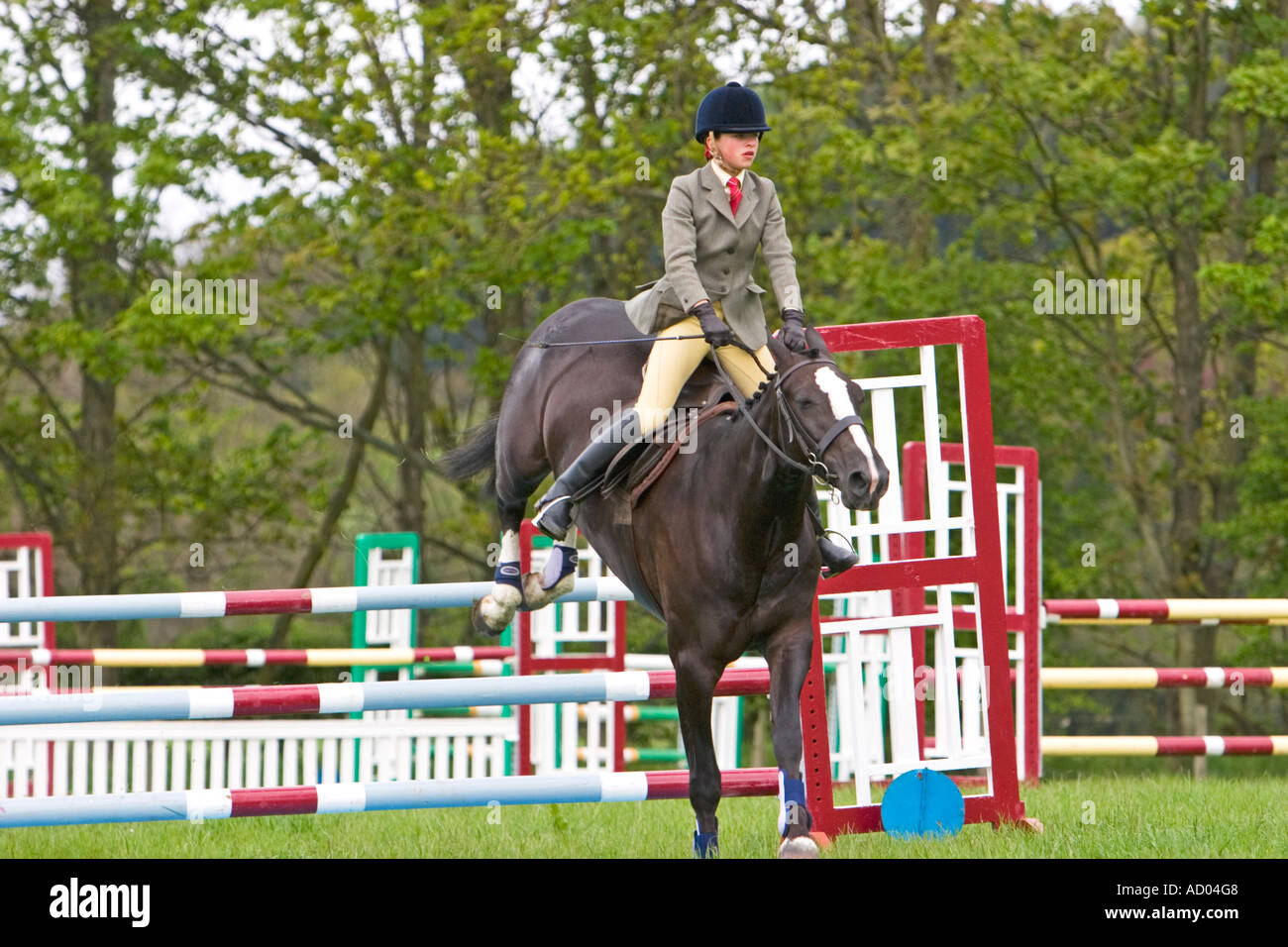 Young man showjumper jumping fence Stock Photo - Alamy