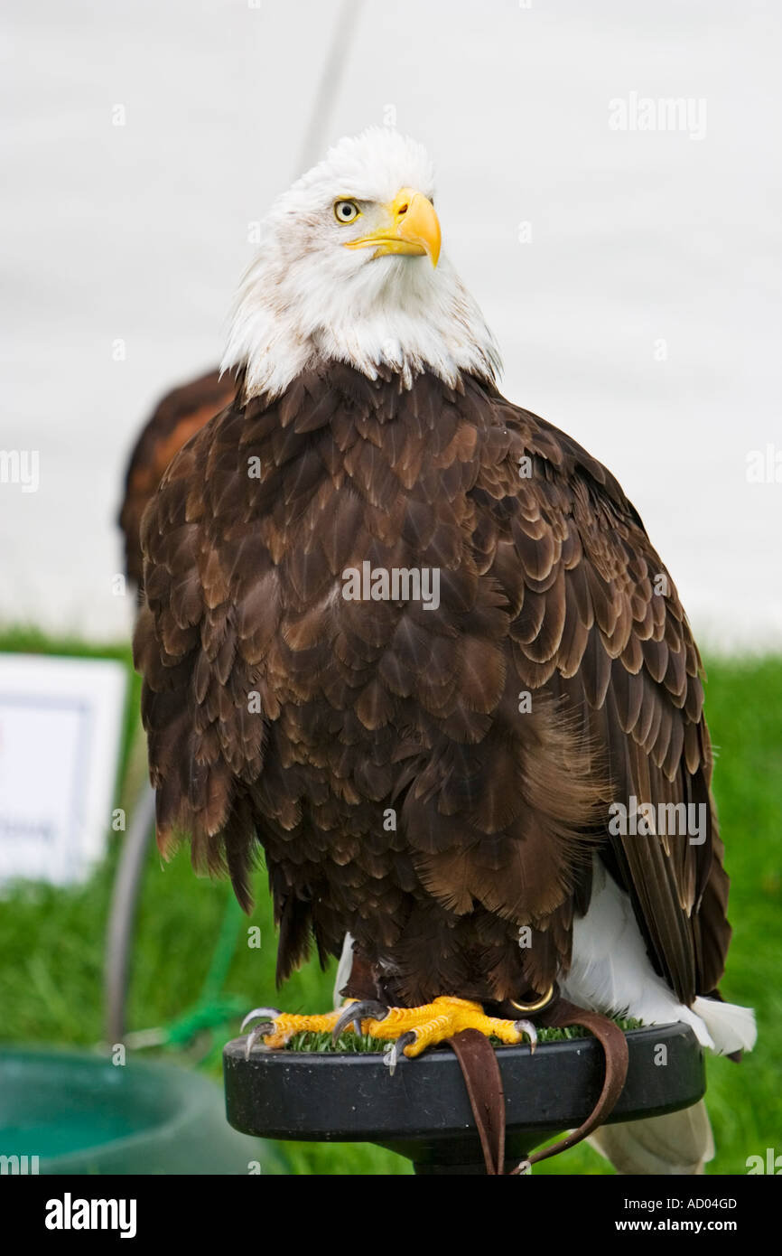 American bald eagle feet hi-res stock photography and images - Alamy
