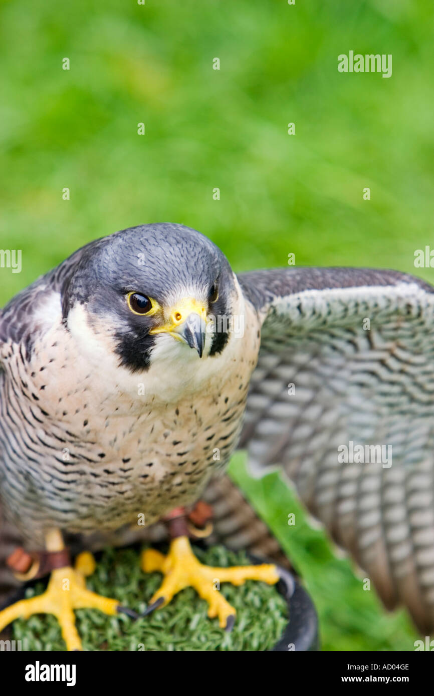 Captive peregrine falcon Falco Peregrinus on perch wings outstretched ...