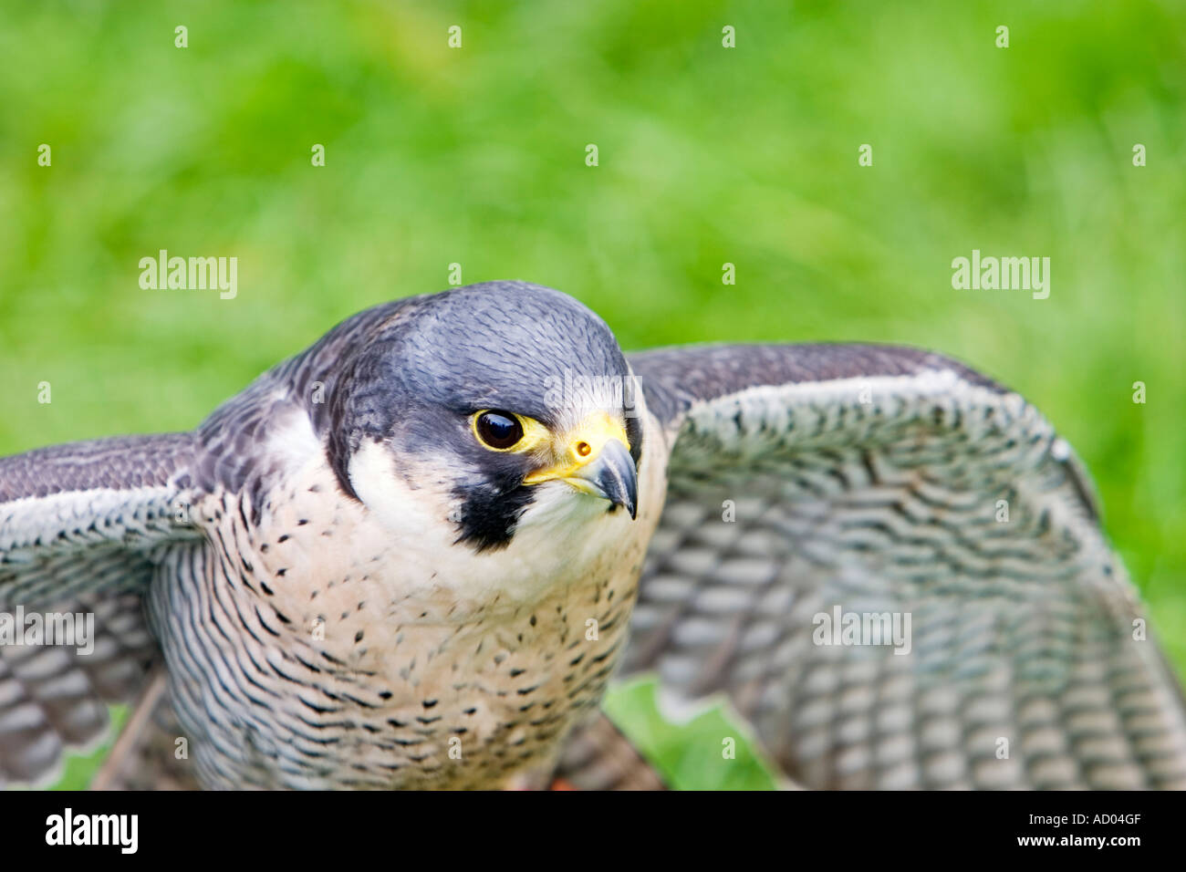 Captive peregrine falcon Falco Peregrinus on perch wings outstretched ...