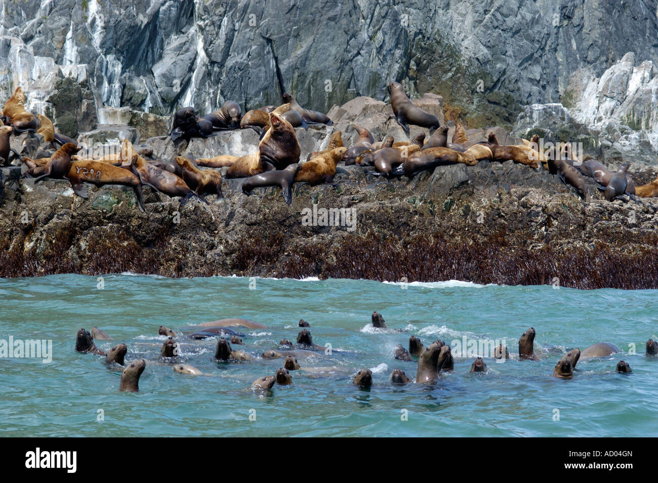 Large group of sea lions resting on the shore rocks and swimming around ...