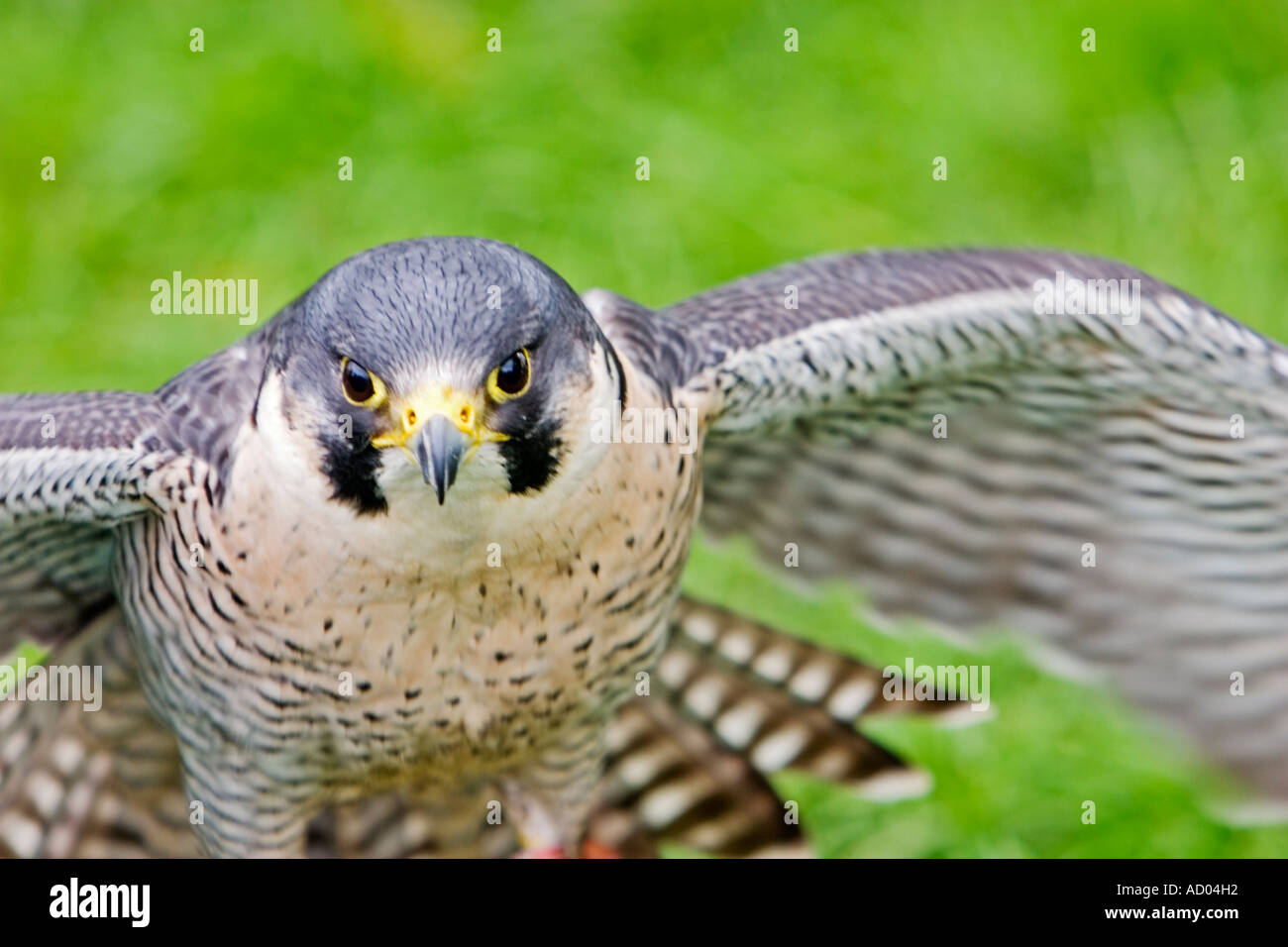 Falconery High Resolution Stock Photography and Images - Alamy