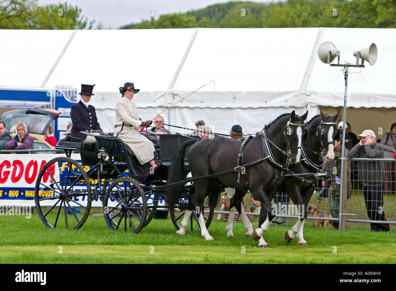 Woman carriage driving in show ring at agricultural show Stock Photo ...