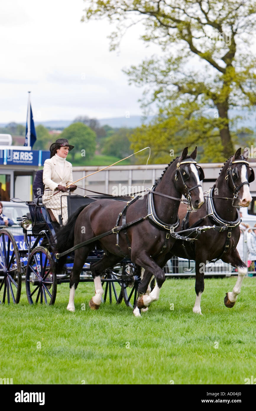 Woman carriage driving in show ring at agricultural show Stock Photo ...