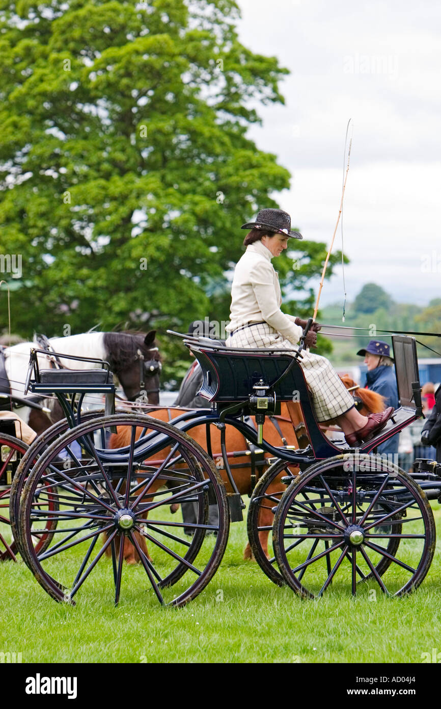 Woman carriage driving in show ring at agricultural show Stock Photo ...