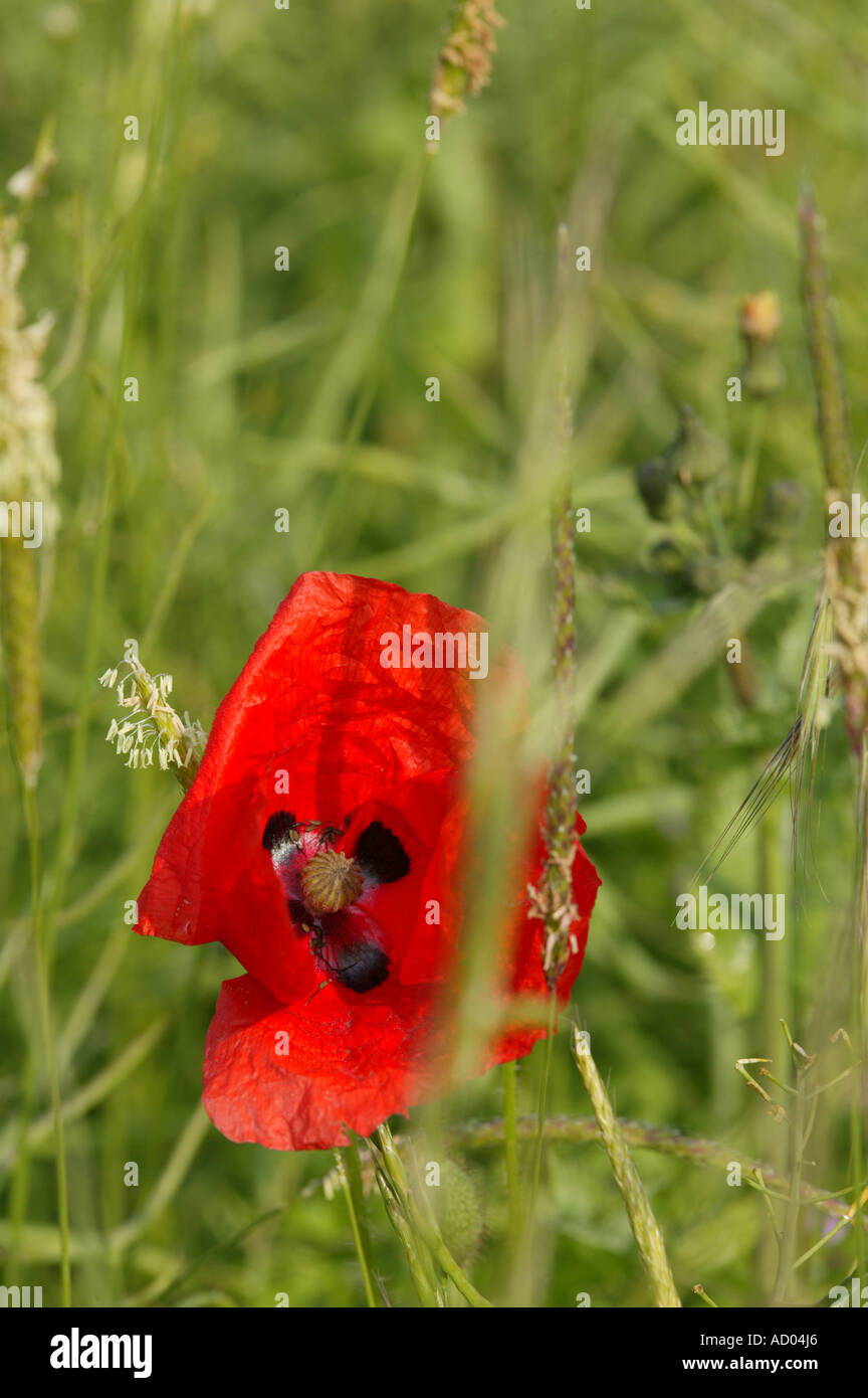 A simple illustration of a wild red poppy growing in a rural ...