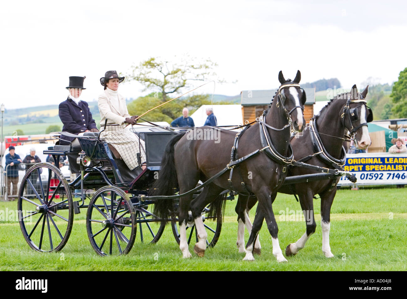 Woman carriage driving in show ring at agricultural show Stock Photo ...