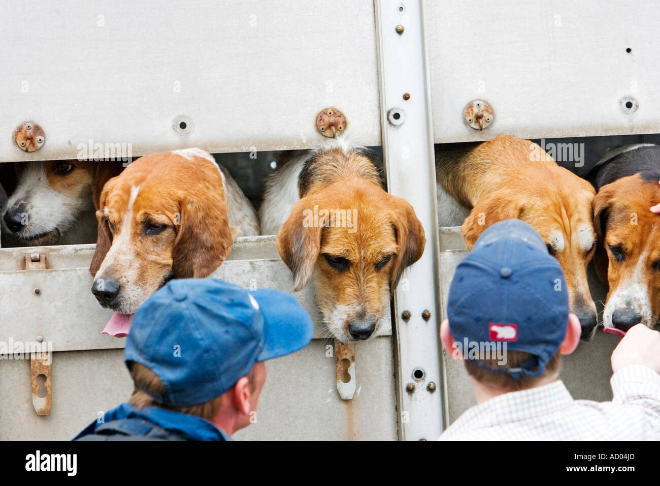 Beagle hunting dogs looking out of slat in van Stock Photo - Alamy