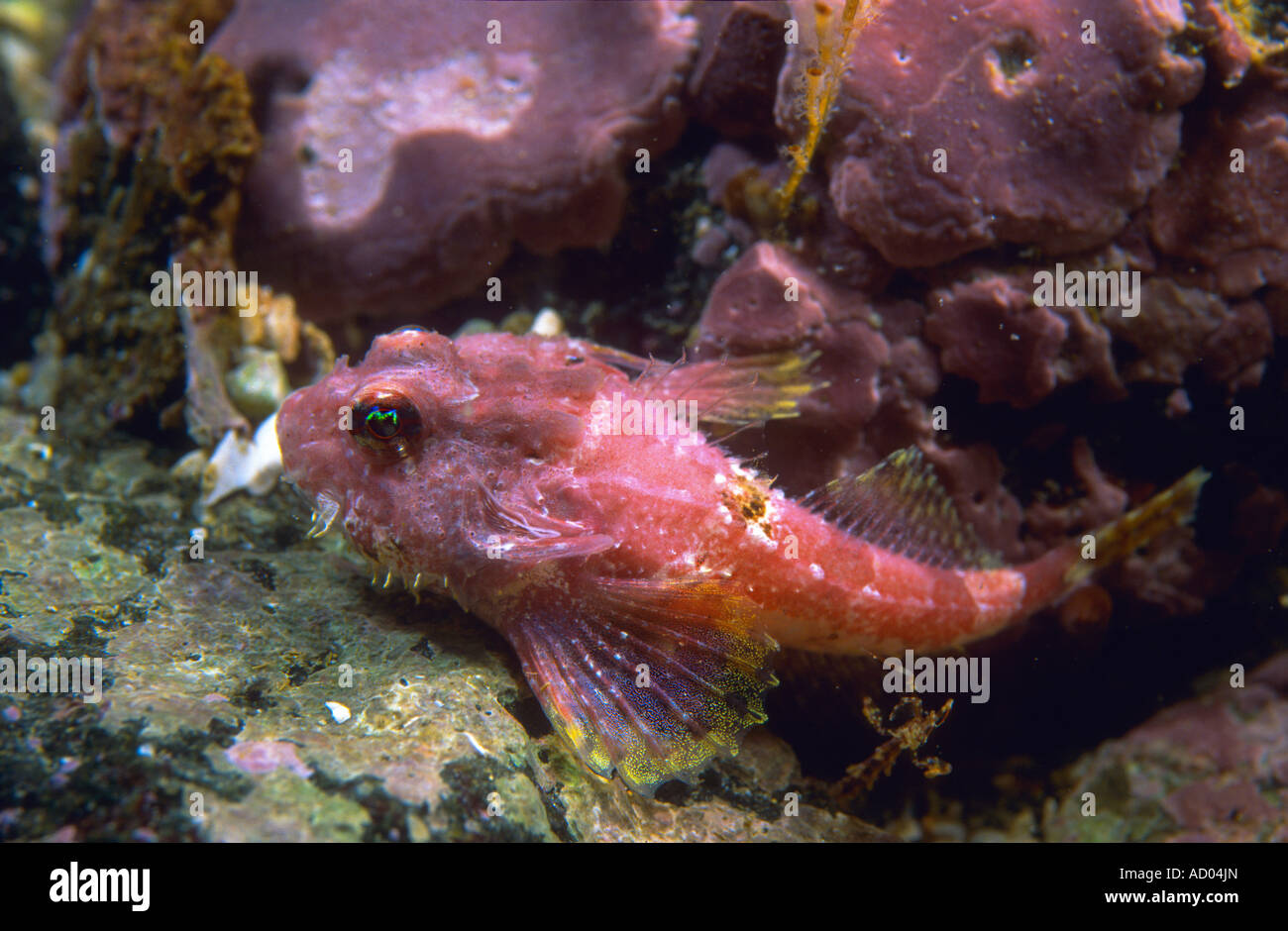 Close up of antlered sculpin Enophrys diceraus benthic fish sitting on ...