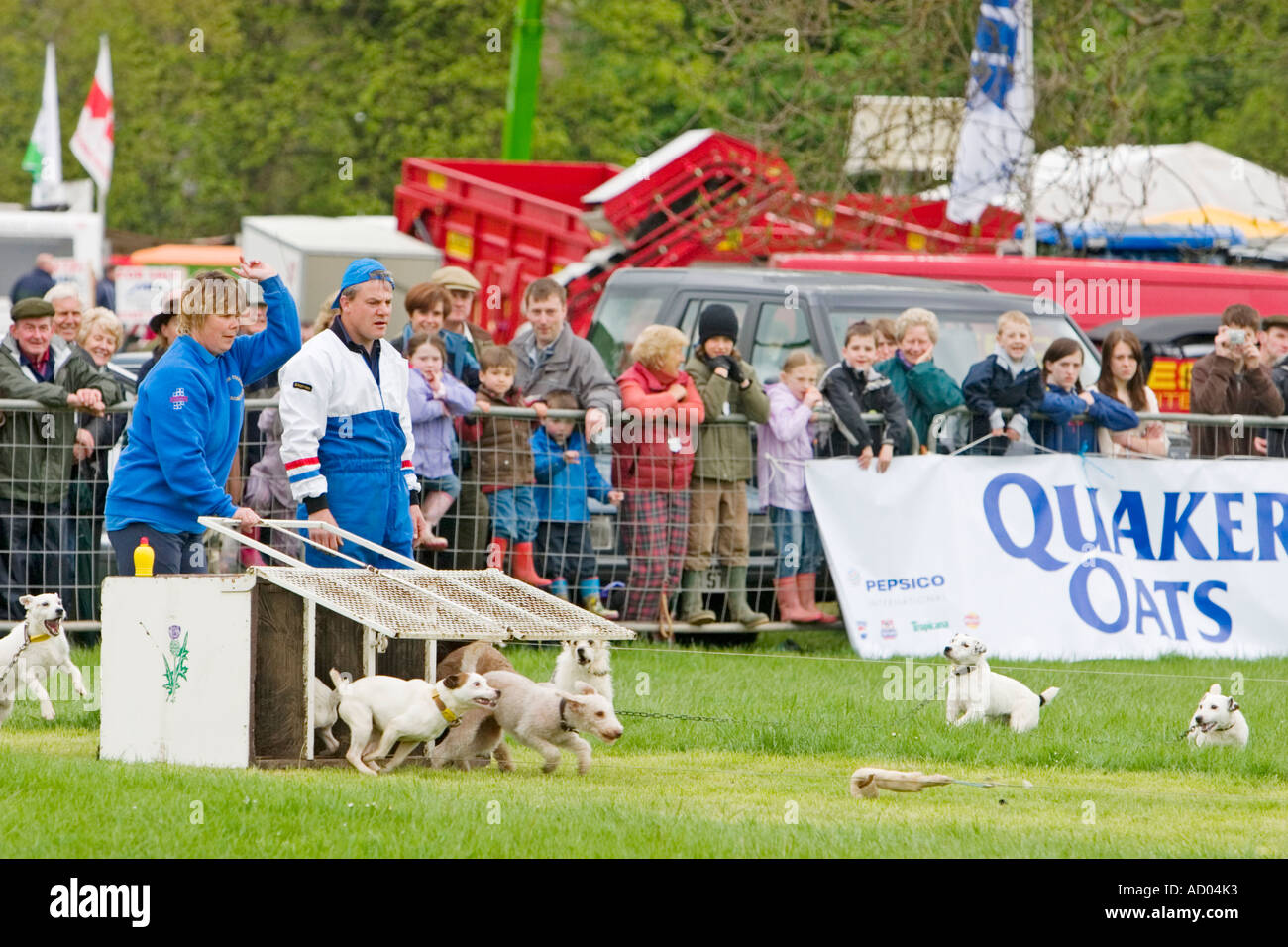 Starting gate opening terrier racing at agricultural show Stock Photo ...
