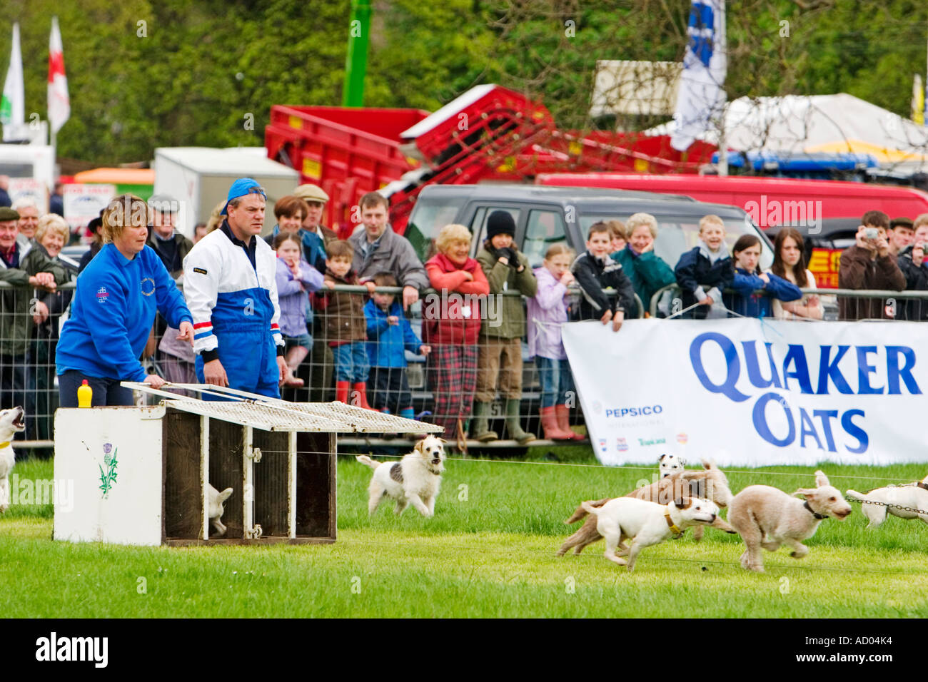 Starting gate opening terrier racing at agricultural show Stock Photo ...