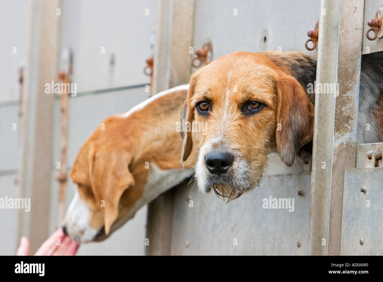 Hangdog look hi-res stock photography and images - Alamy