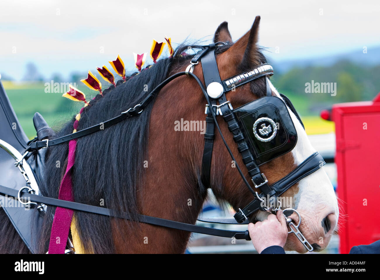 Horse with blinkers hi-res stock photography and images - Alamy