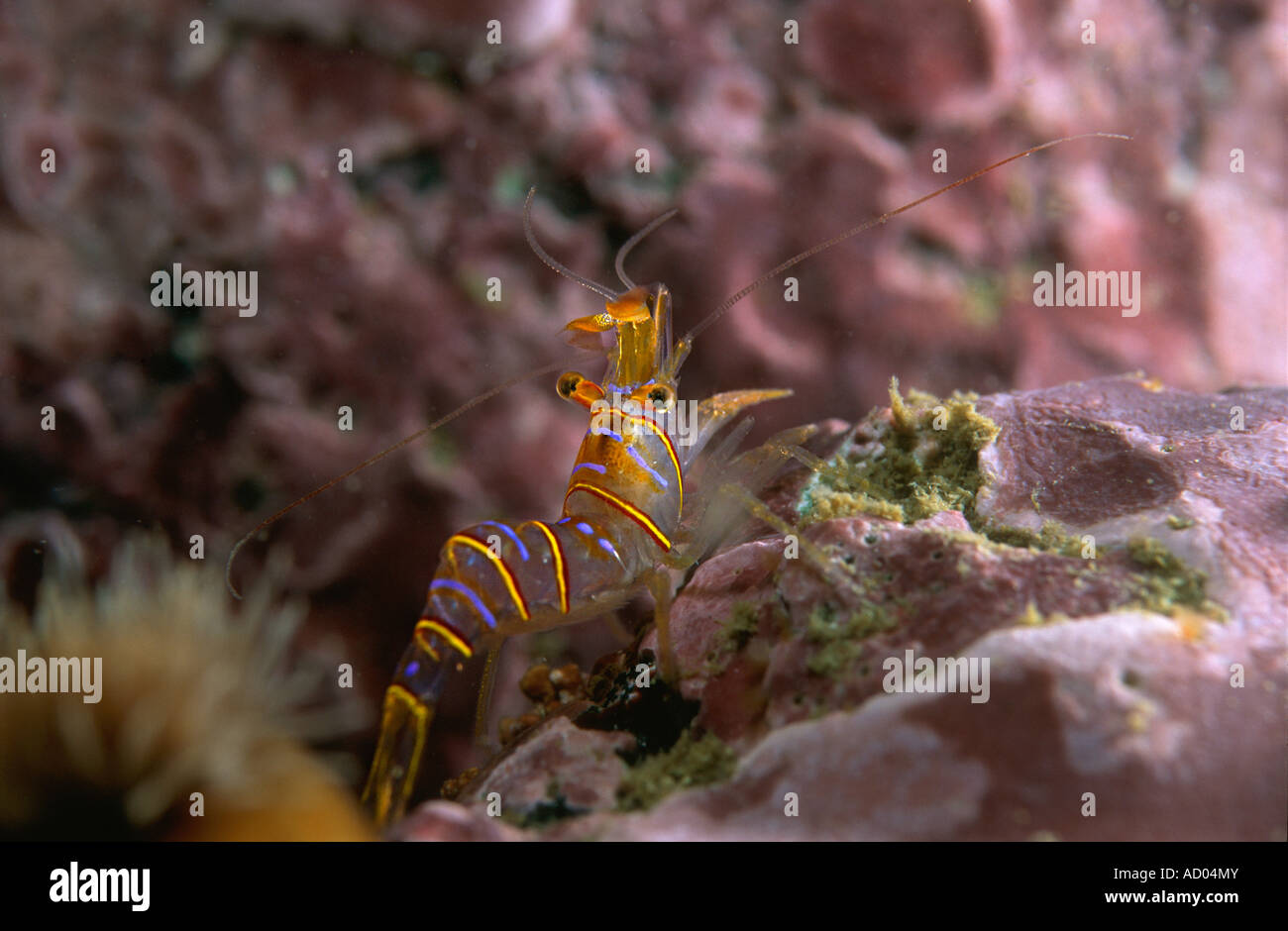 Super macro of minute beautifully colored shrimp latin name Lebbeus ...