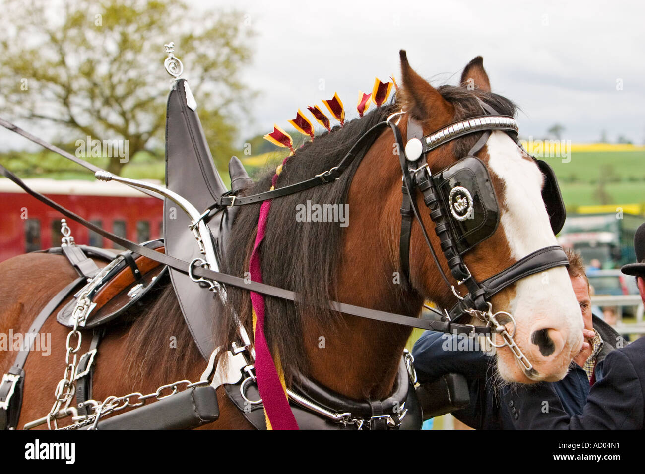 Horse With Blinkers High Resolution Stock Photography and Images - Alamy