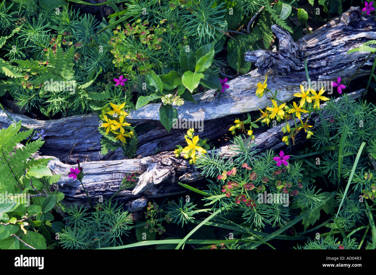 Log with wildflowers Stock Photo - Alamy