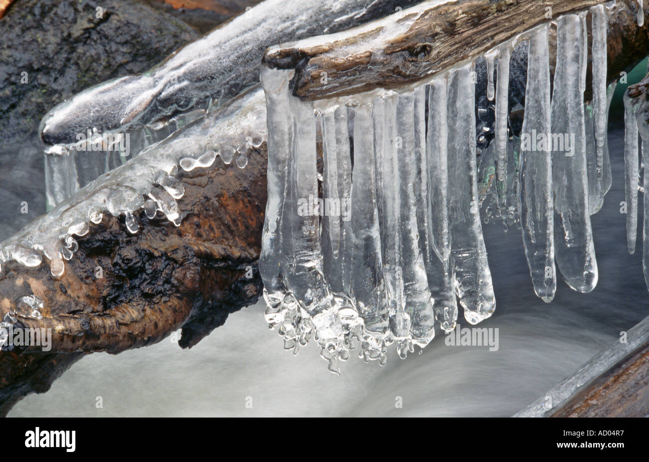 Ice on branch Stock Photo - Alamy