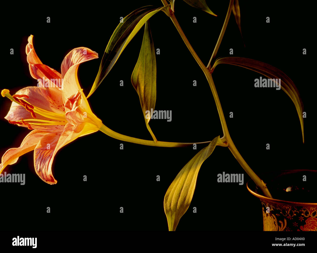 Lily in late light Stock Photo - Alamy