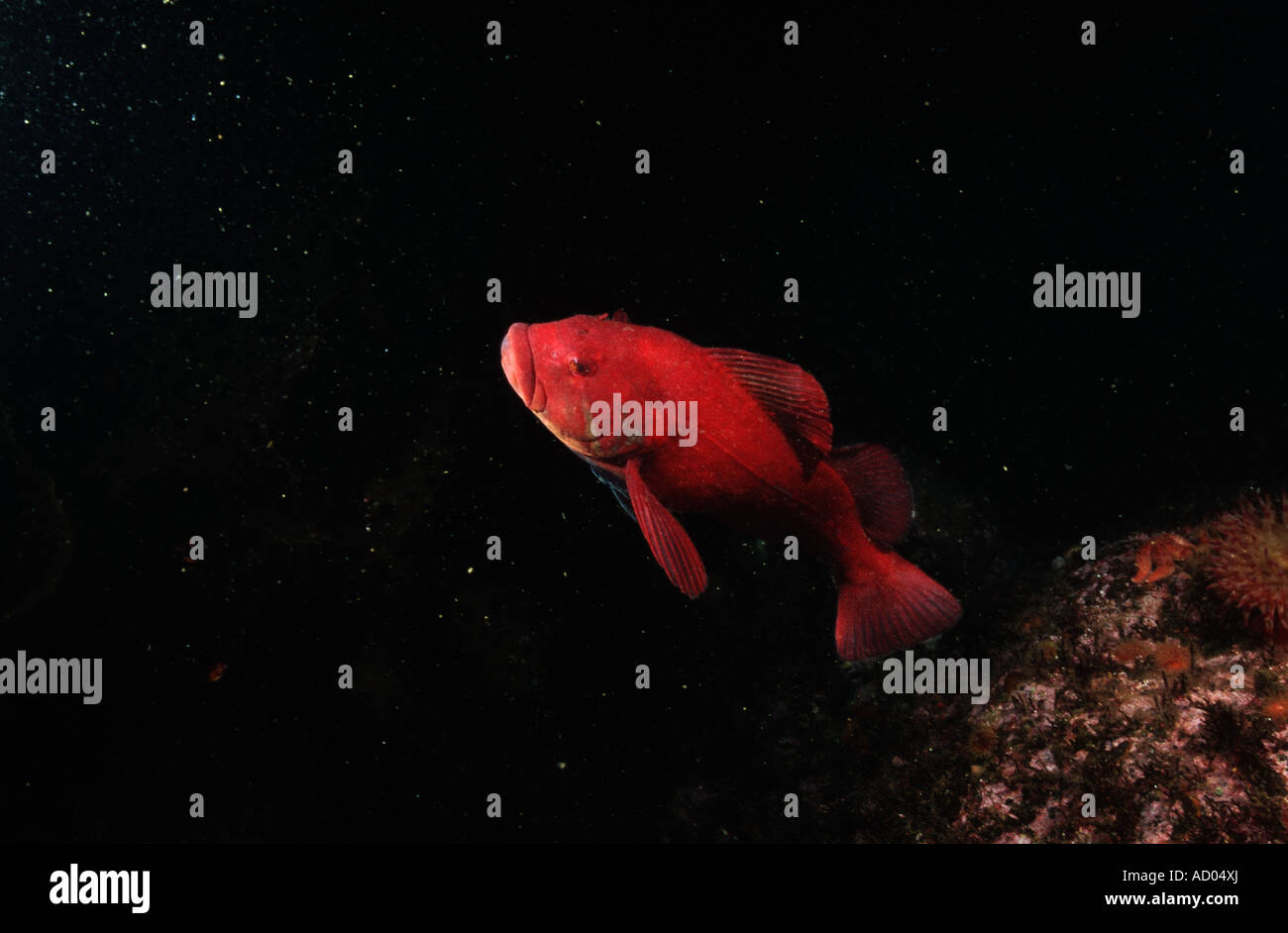 Hexagrammos lagocephalus hi-res stock photography and images - Alamy