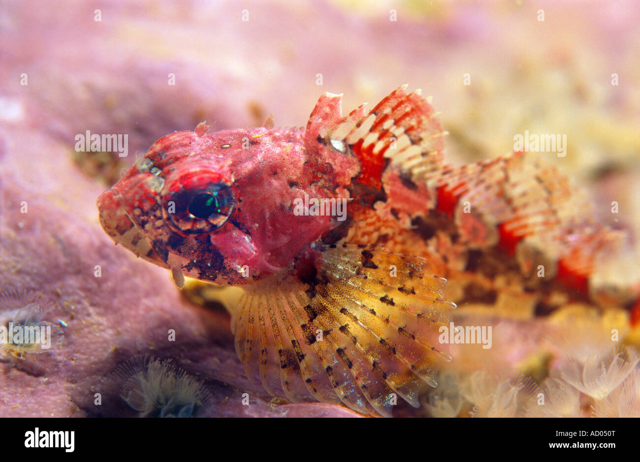 Yellow irish lord fish hi-res stock photography and images - Alamy
