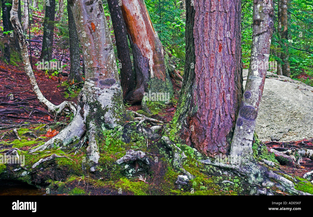 Trees in forest Stock Photo - Alamy