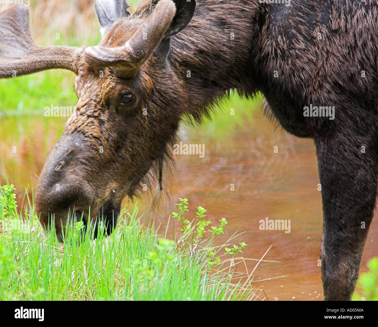 A feeding moose Stock Photo - Alamy